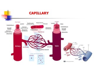 capillary Circulation | PPT