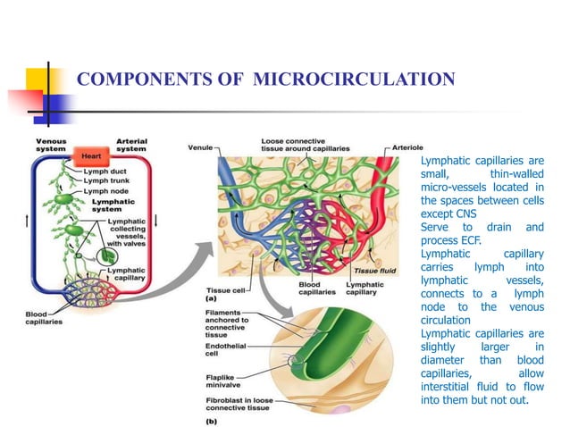 capillary Circulation | PPT