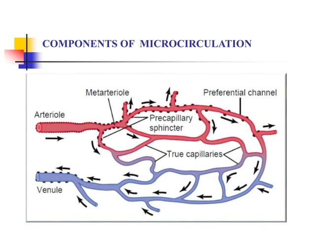 capillary Circulation | PPT