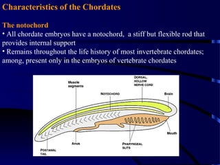 12 chordata | PPT