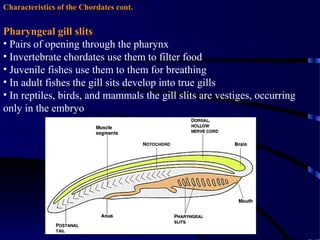 12 chordata | PPT