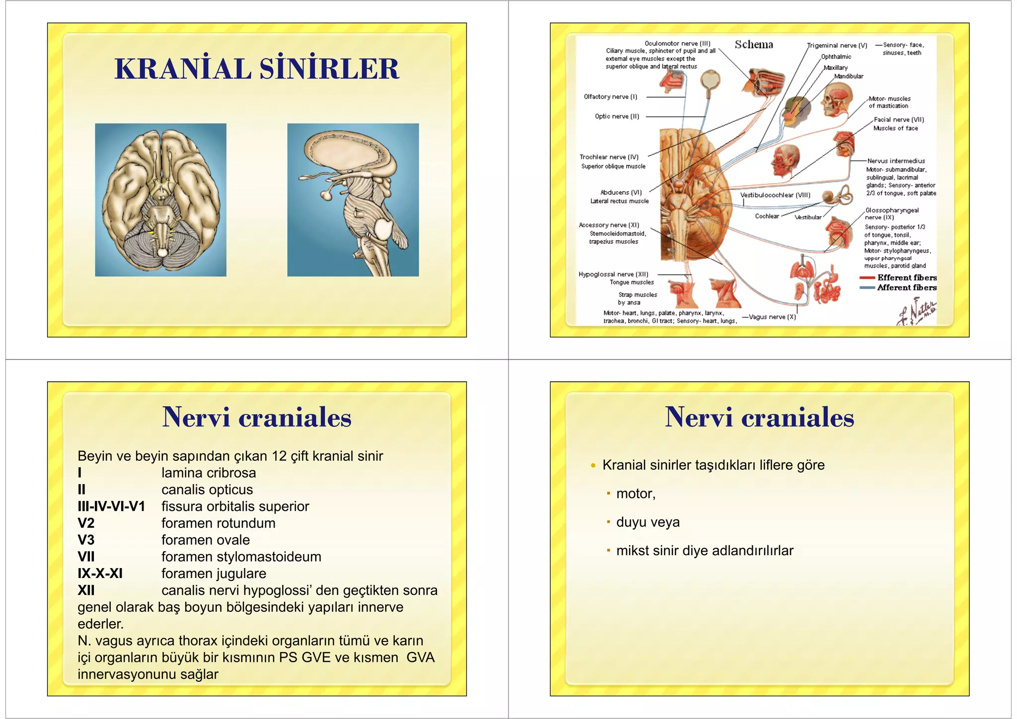 12 cranial-sinir-dis3-2015 | PDF