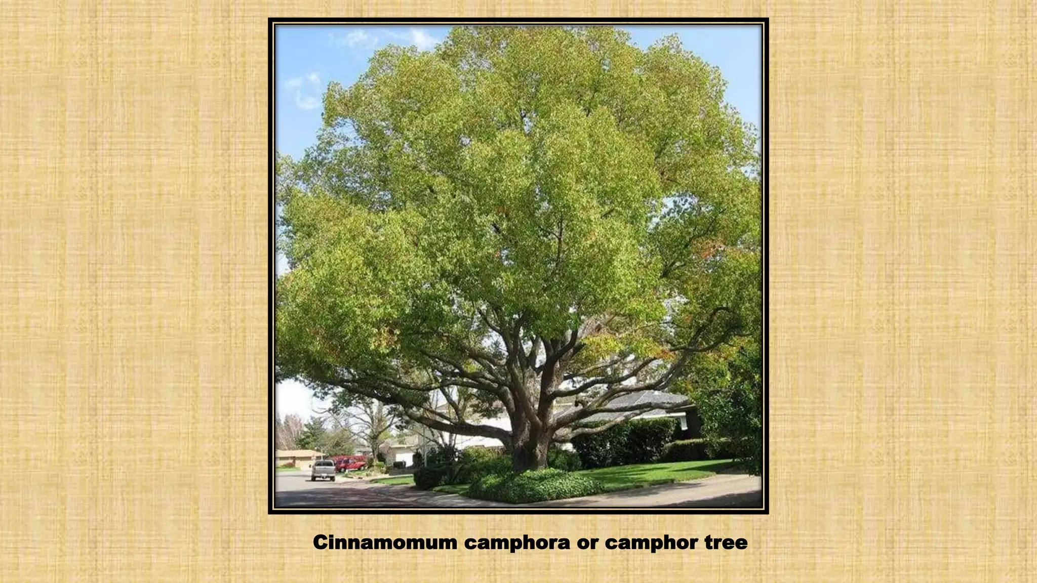 Bhimsen camphor | PPTX