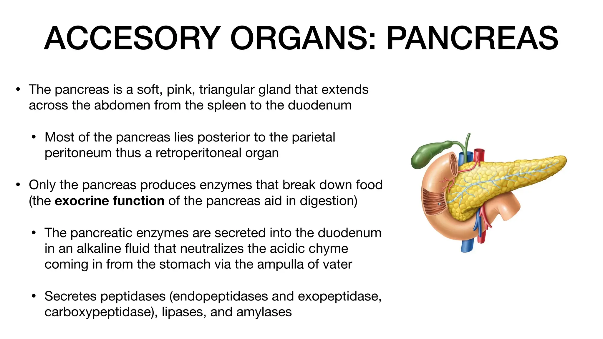 12 - Digestive System The Anatomy and Physiology of the Digestive Tract.pdf