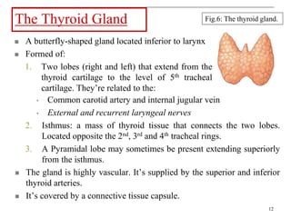 12 - Endocrine System.pptx