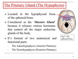 12 - Endocrine System.pptx