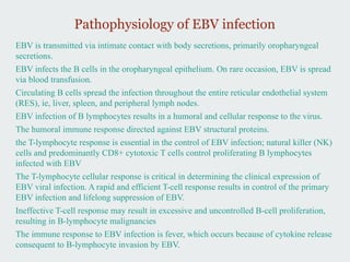 12- Epstein Barr virus (EBV).ppt all information available | PPT