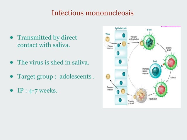 12- Epstein Barr virus (EBV).ppt all information available | PPTX