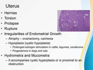 Veterinary Pathology of The Female Genital System | PPT