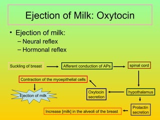12.fertilization pregnancy and_lactation | PPT