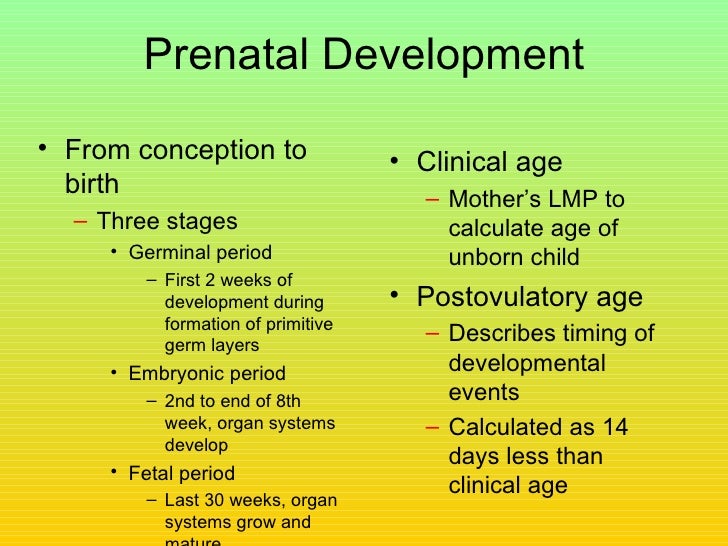 Stages Of Pregnancy From Conception To Birth