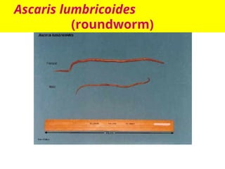 12- helminths and Arthropodes parasites.ppt