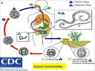 12- helminths and Arthropodes parasites.ppt