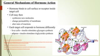 12 - hormones.pptx