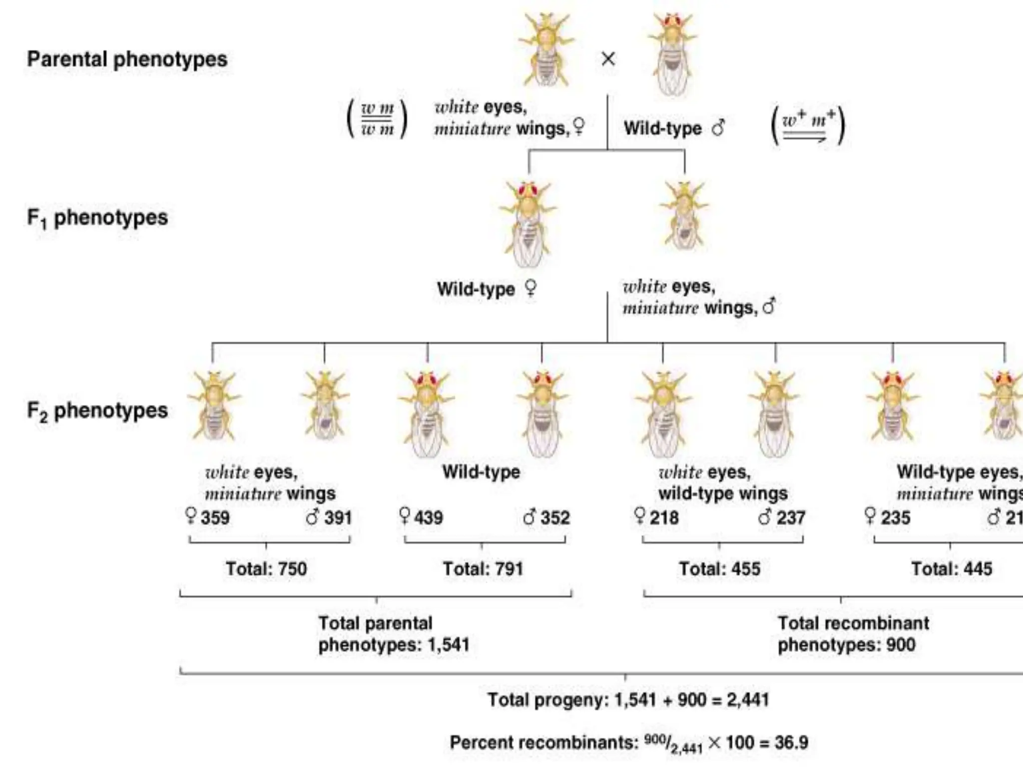 12-LINKAGE_CROSSING-OVER_AND_GENE_MAPPING_IN_EUKARYOTES copy-1.ppt ...