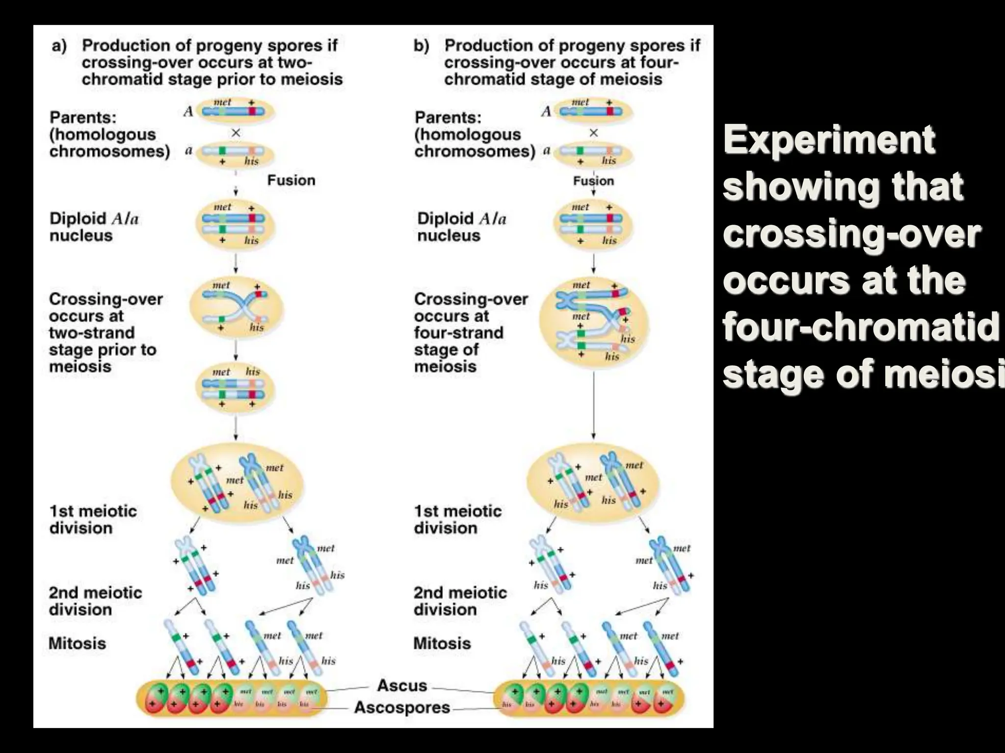 12-LINKAGE_CROSSING-OVER_AND_GENE_MAPPING_IN_EUKARYOTES copy-1.ppt ...