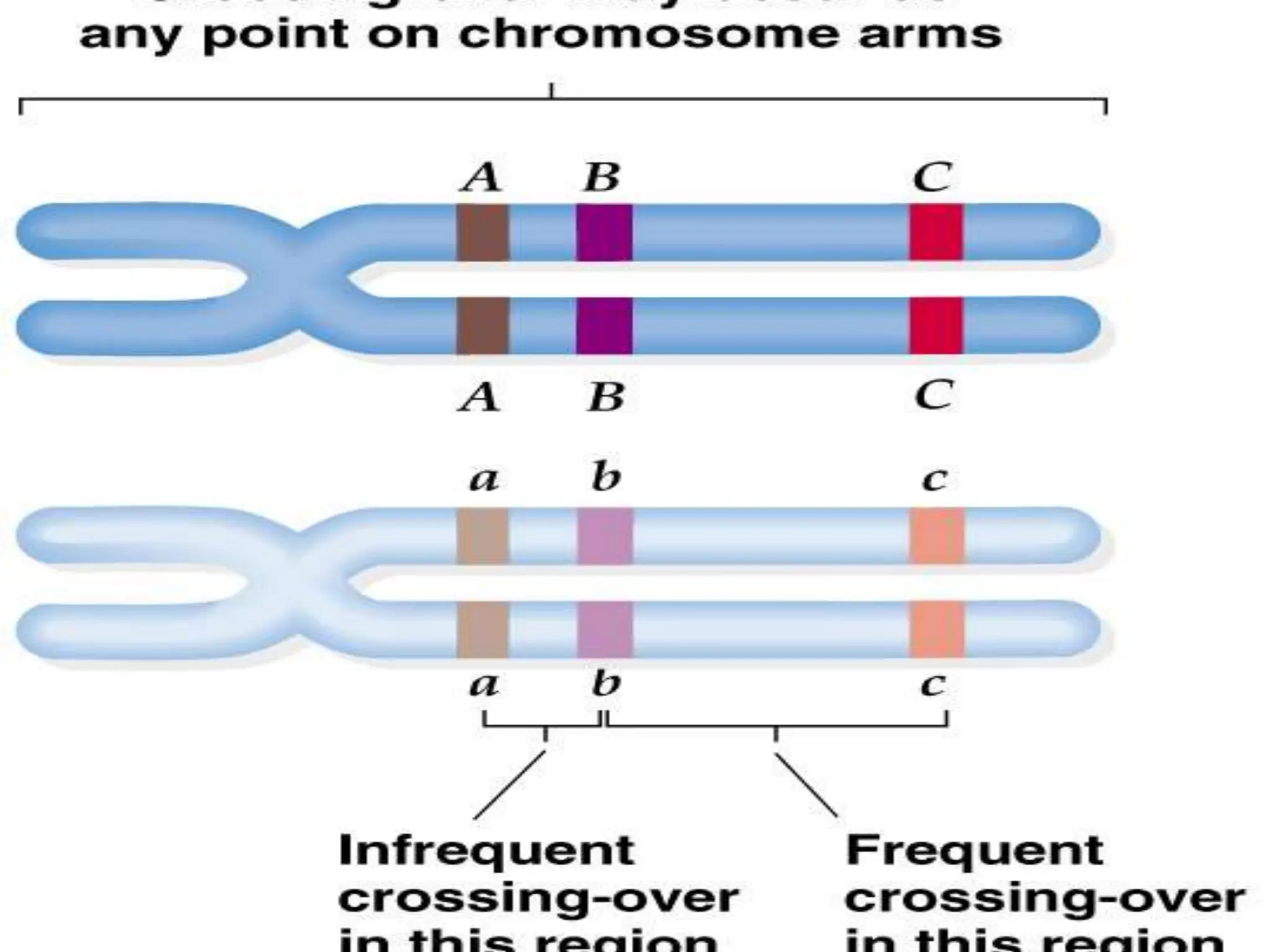 12-LINKAGE_CROSSING-OVER_AND_GENE_MAPPING_IN_EUKARYOTES copy-1.ppt ...