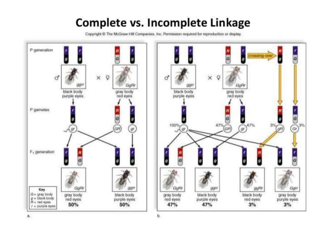 12-LINKAGE_CROSSING-OVER_AND_GENE_MAPPING_IN_EUKARYOTES copy-1.ppt ...
