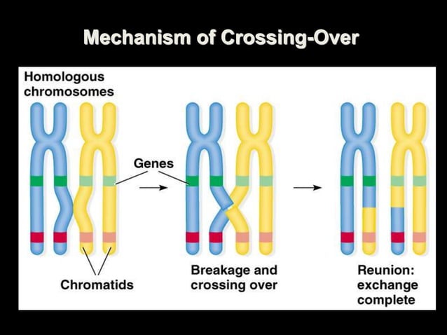 12-LINKAGE_CROSSING-OVER_AND_GENE_MAPPING_IN_EUKARYOTES copy-1.ppt ...