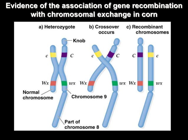 12-LINKAGE_CROSSING-OVER_AND_GENE_MAPPING_IN_EUKARYOTES copy-1.ppt ...