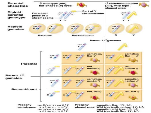 12-LINKAGE_CROSSING-OVER_AND_GENE_MAPPING_IN_EUKARYOTES copy-1.ppt ...