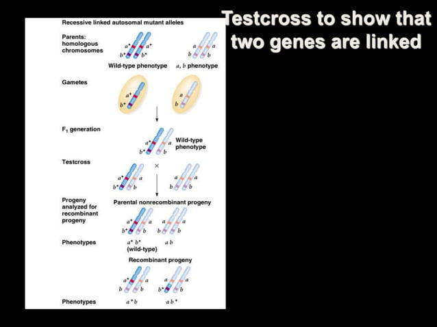 12-LINKAGE_CROSSING-OVER_AND_GENE_MAPPING_IN_EUKARYOTES copy-1.ppt ...