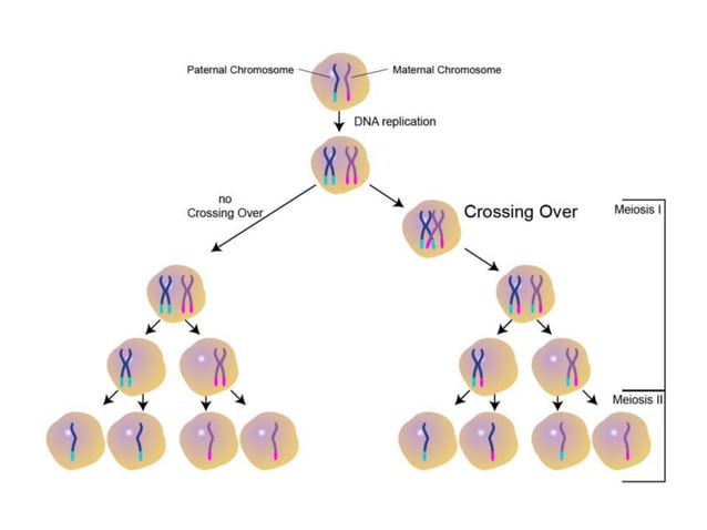 12-LINKAGE_CROSSING-OVER_AND_GENE_MAPPING_IN_EUKARYOTES copy-1.ppt ...