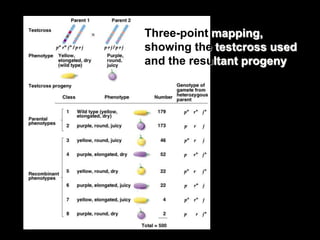 12-LINKAGE_CROSSING-OVER_AND_GENE_MAPPING_IN_EUKARYOTES copy-1.ppt