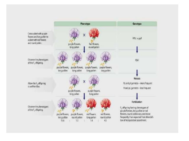 12-LINKAGE_CROSSING-OVER_AND_GENE_MAPPING_IN_EUKARYOTES copy-1.ppt ...