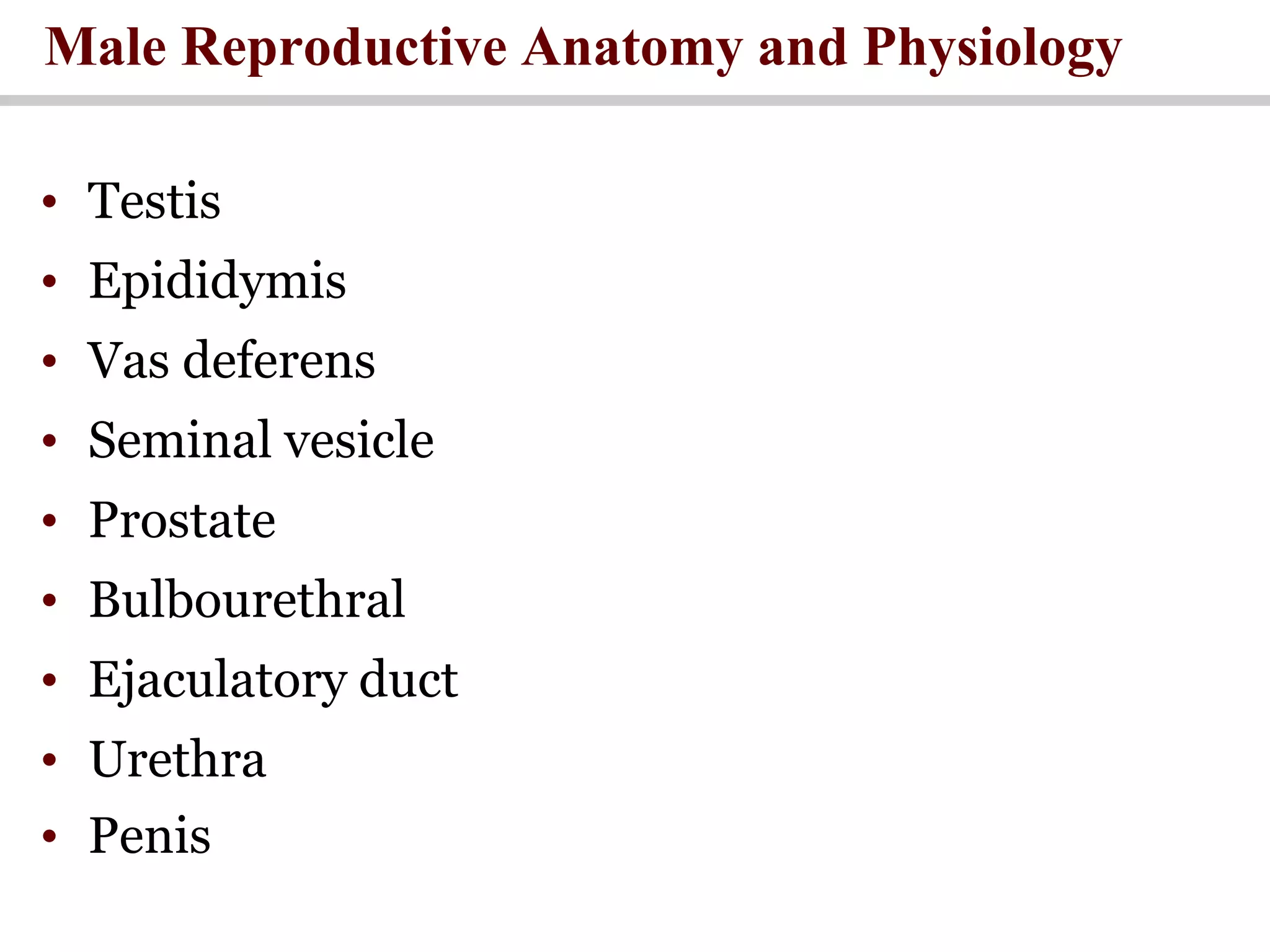 1&2-Male Reproductive system.ppt | Infertility | Reproductive Health