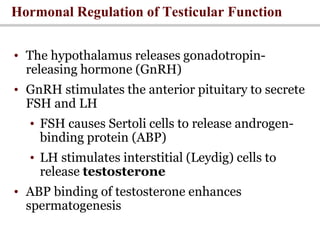 1&2-Male Reproductive system.ppt | Infertility | Reproductive Health