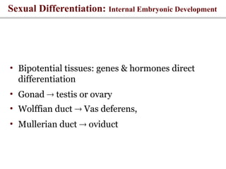 1&2-Male Reproductive system.ppt external internal | PPT