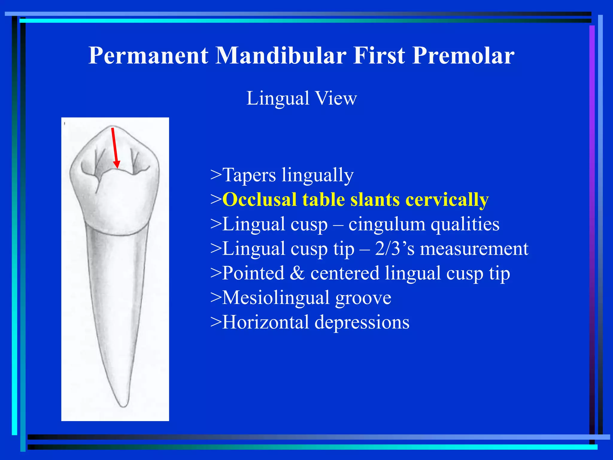 12-Mandibular Premolars-bg.ppt | Free Download