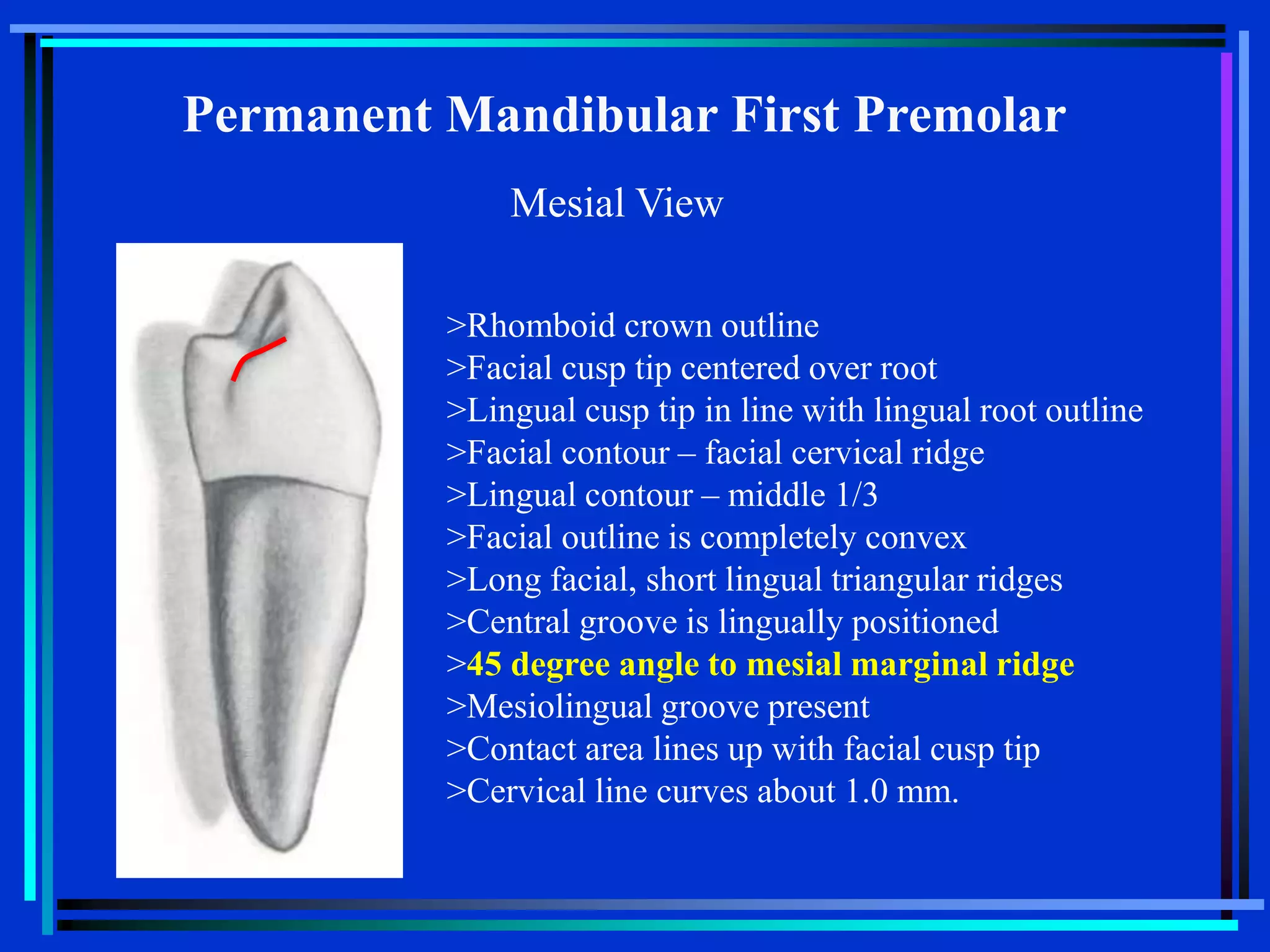 12-Mandibular Premolars-bg.ppt