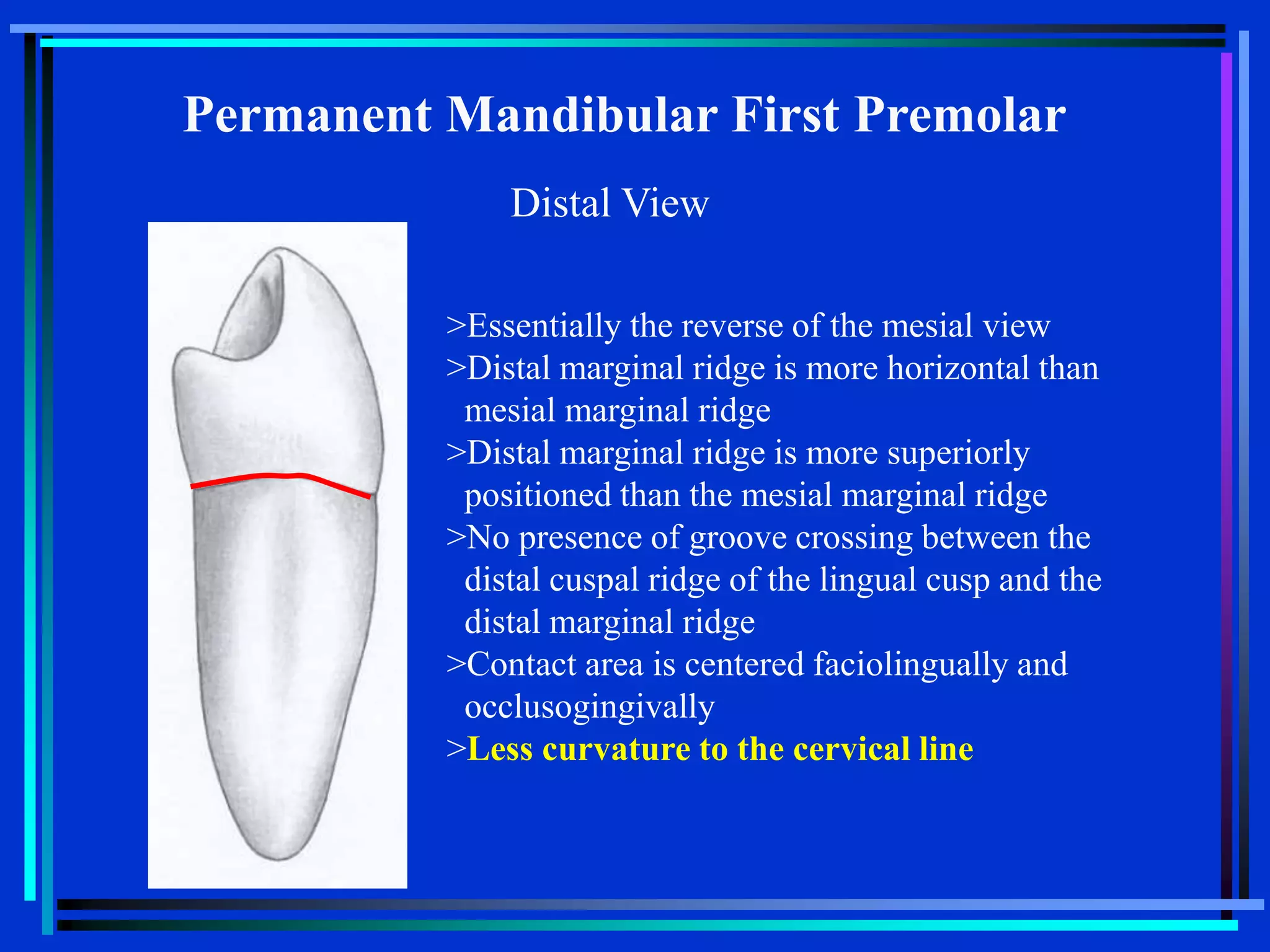 12-Mandibular Premolars-bg.ppt