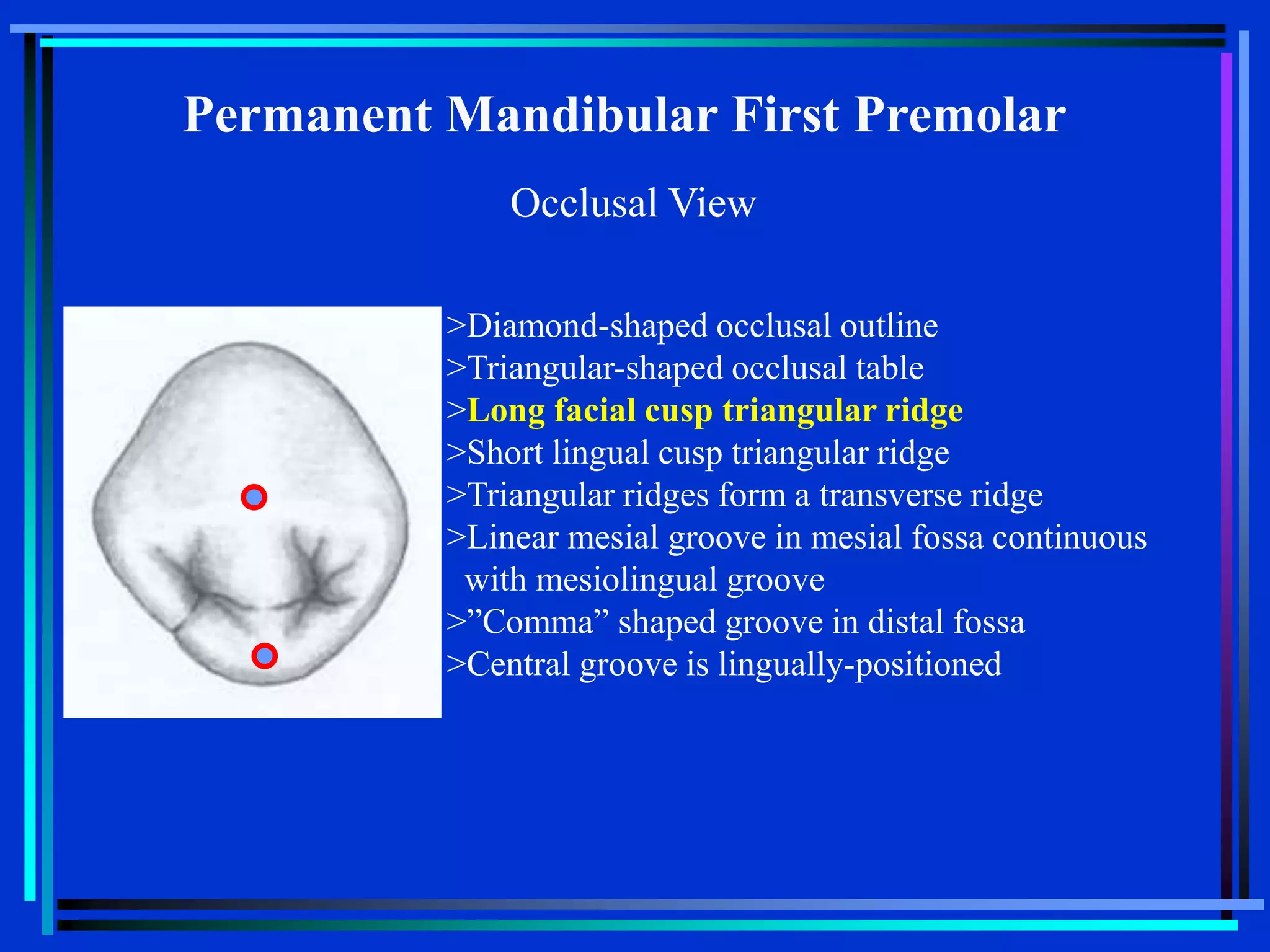 12-Mandibular Premolars-bg.ppt