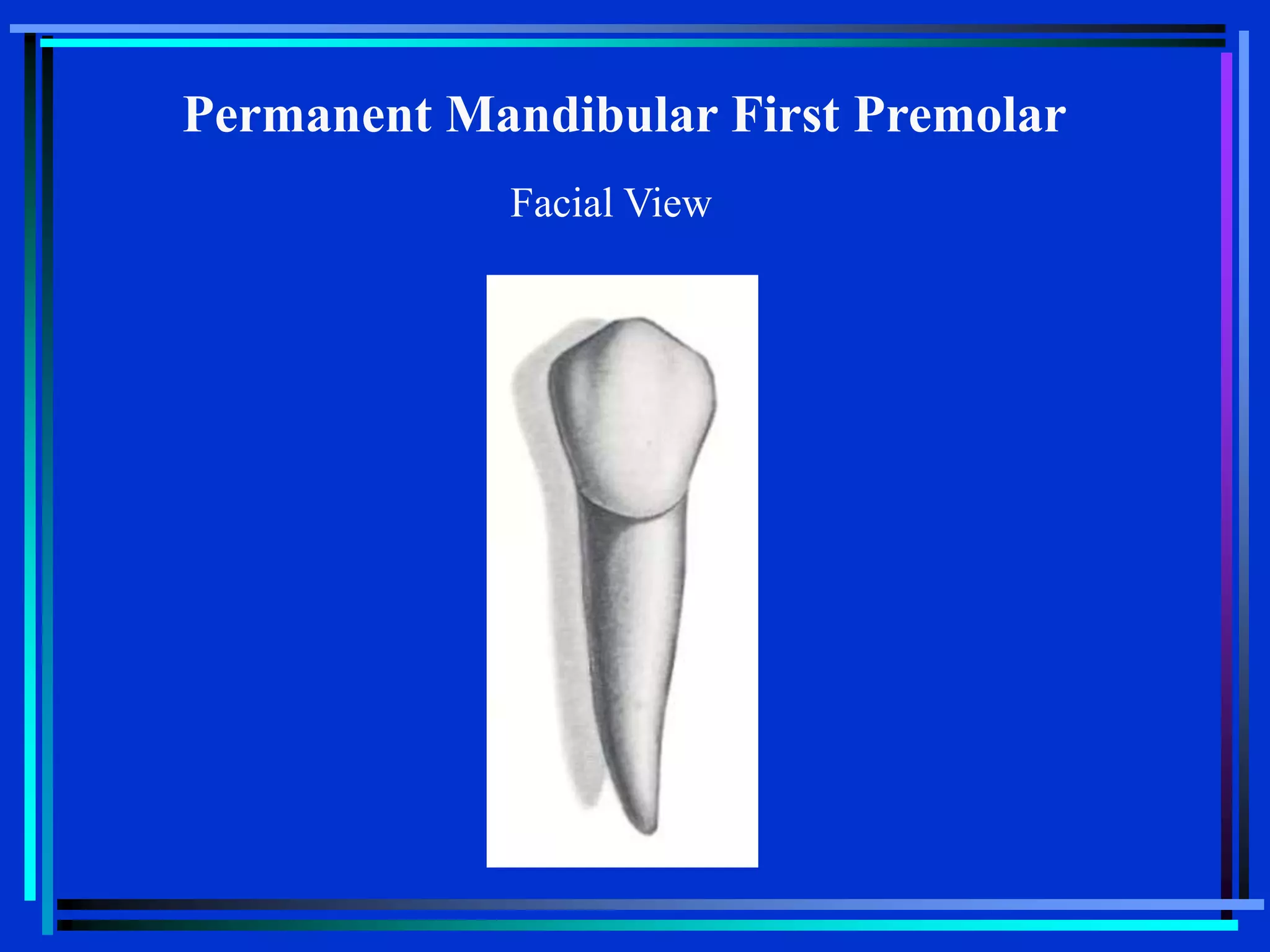12-Mandibular Premolars-bg.ppt