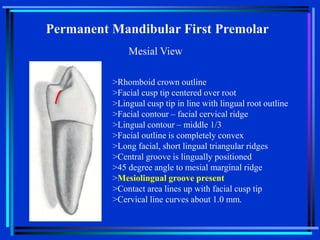 12-Mandibular Premolars-bg.ppt