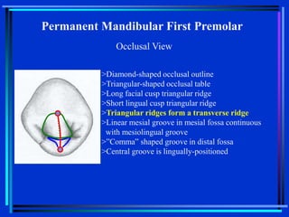 12-Mandibular Premolars-bg.ppt