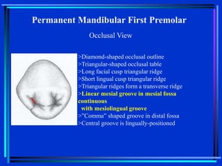 12-Mandibular Premolars-bg.ppt