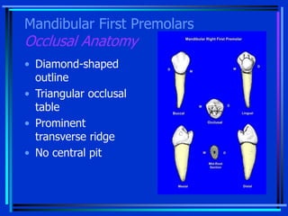 12-Mandibular Premolars-bg.ppt