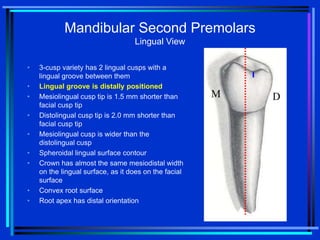 12-Mandibular Premolars-bg.ppt