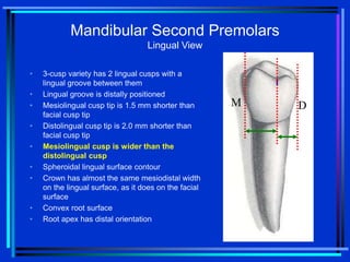 12-Mandibular Premolars-bg.ppt