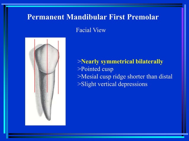 12-Mandibular Premolars-bg.ppt