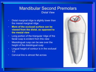12-Mandibular Premolars-bg.ppt