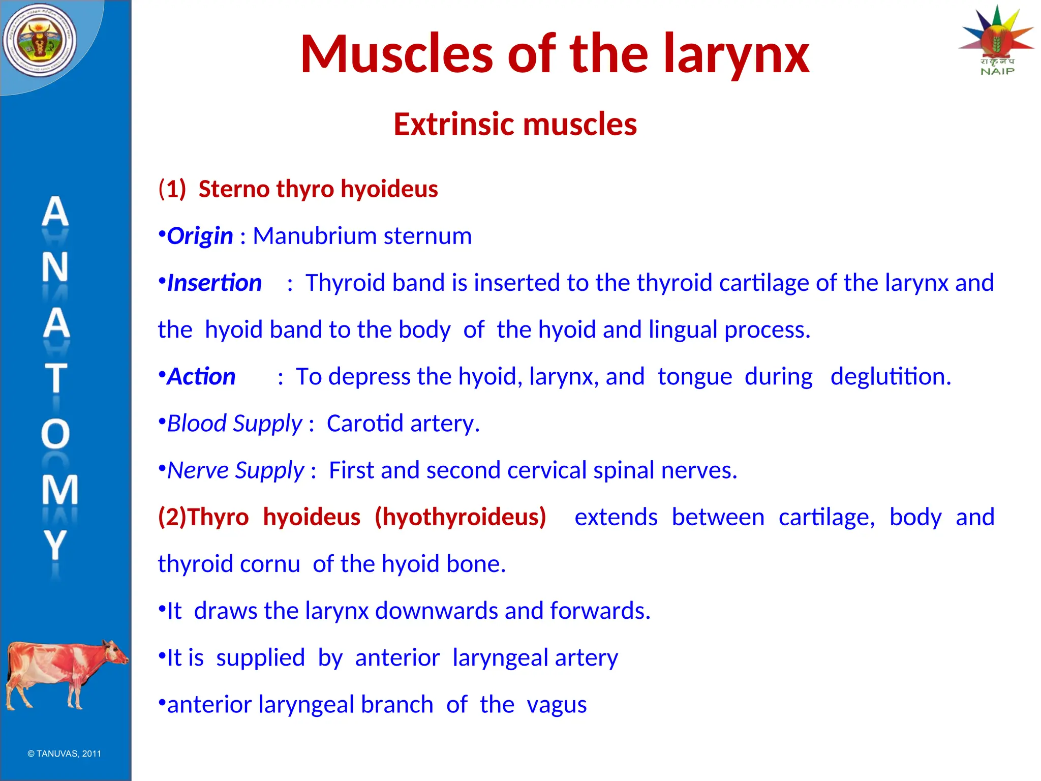 Myology tongue pharynx of veterinary animals ppt | PPT