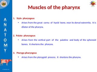 Myology tongue pharynx of veterinary animals ppt | PPT