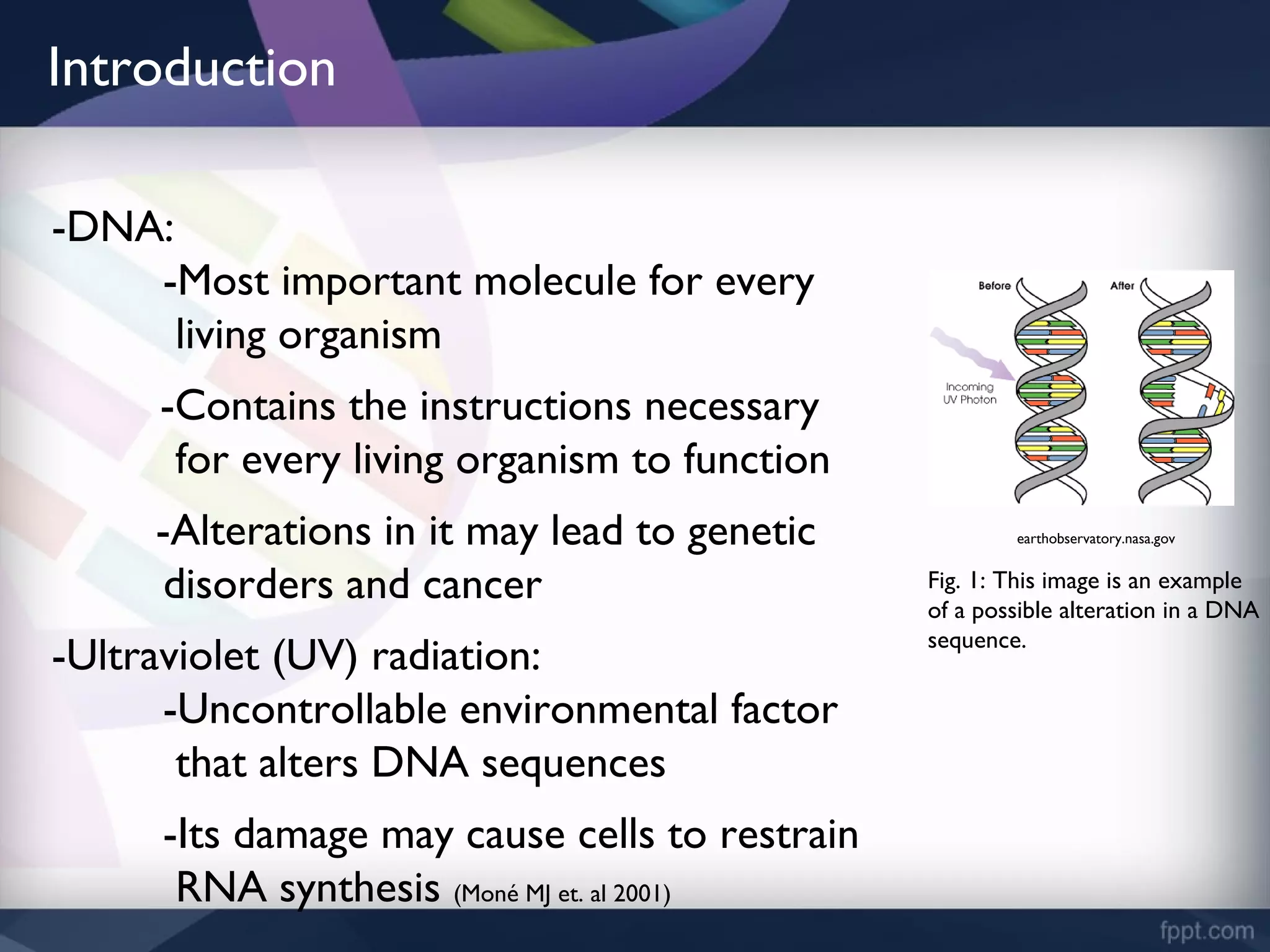 DNA Damage Caused by Ultraviolet Radiation | PPT