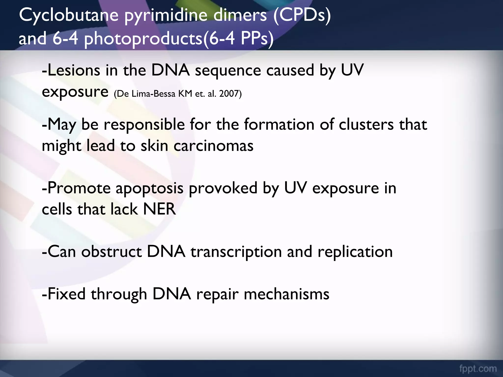 DNA Damage Caused by Ultraviolet Radiation | PPT
