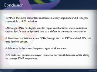 DNA Damage Caused by Ultraviolet Radiation | PPT